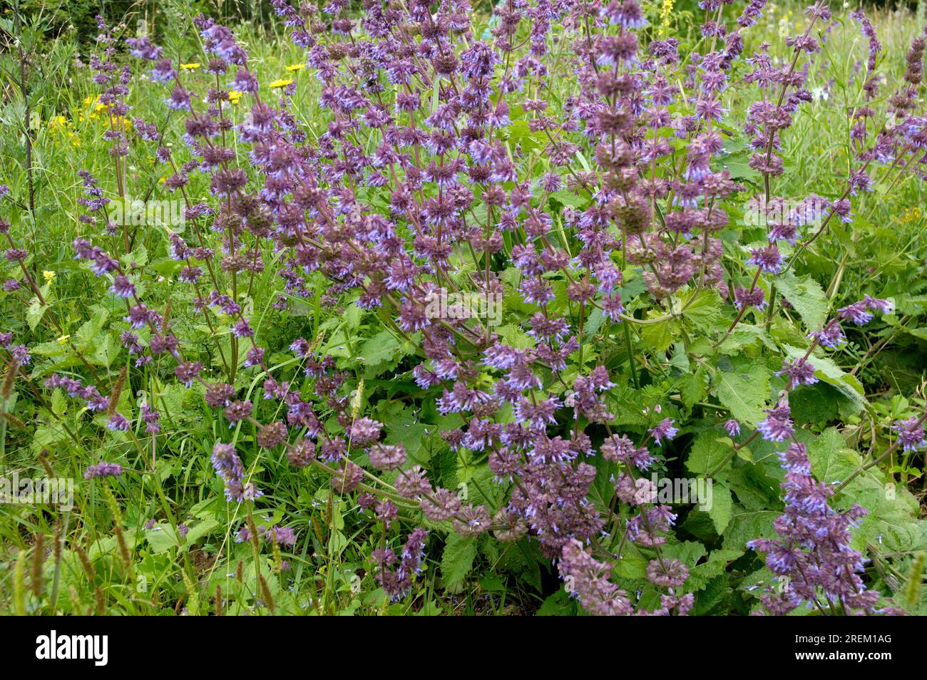 Whorled sage, whorled flowering sage (Salvia verticillata Stock Photo ...