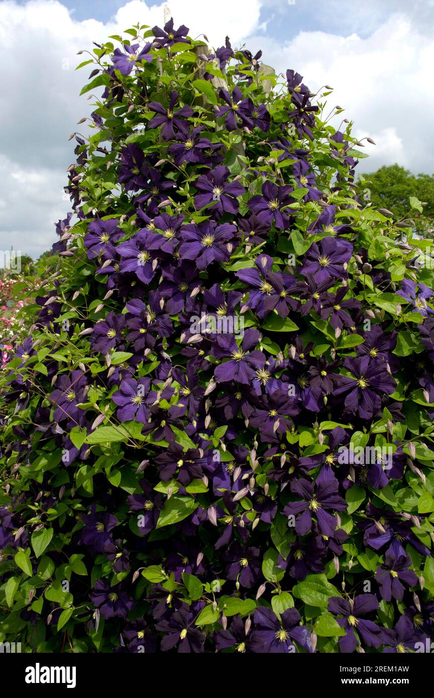 Clematis etoile violette hi-res stock photography and images - Alamy