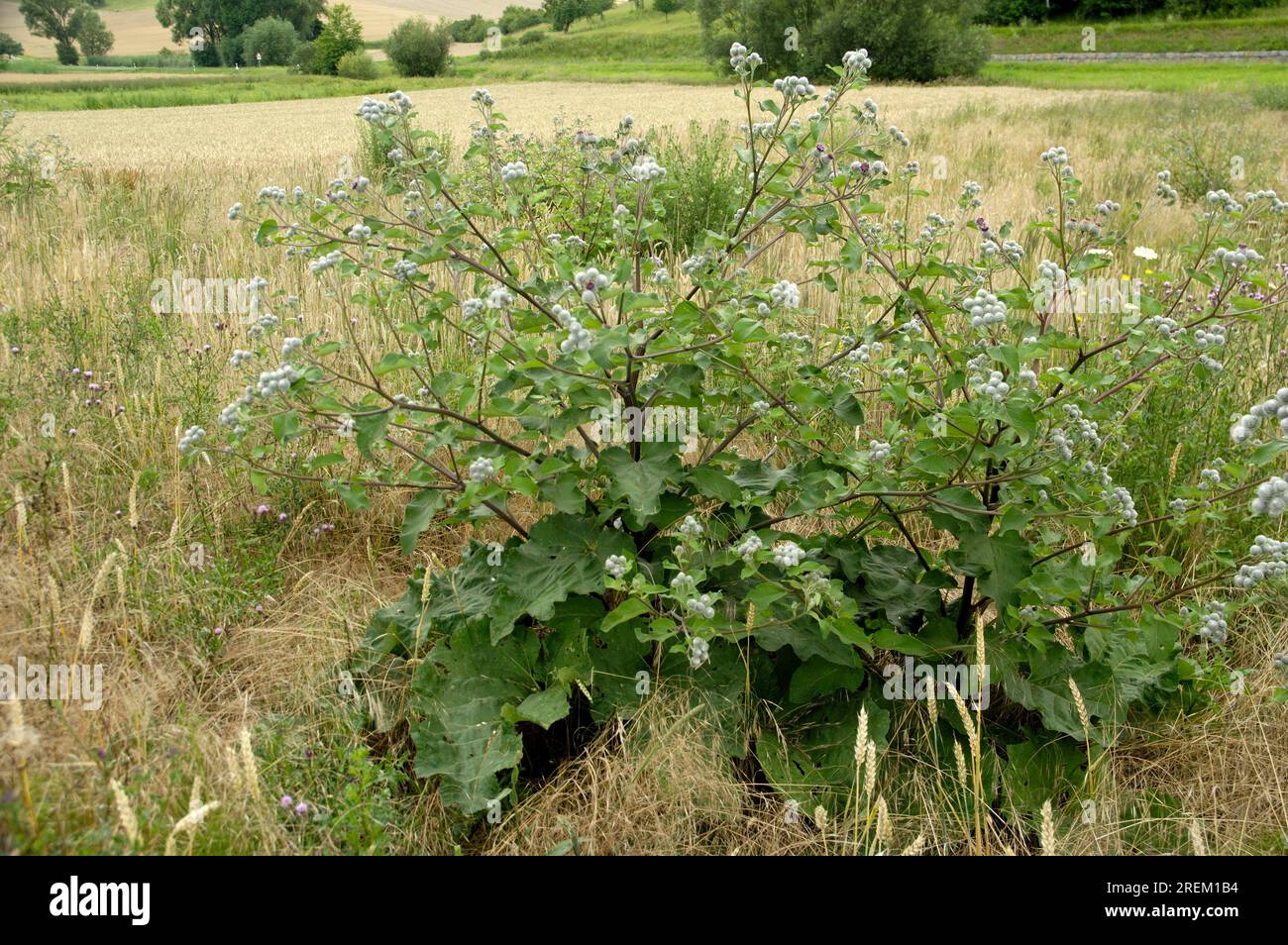 Big burdock (Arctium lappa Stock Photo - Alamy