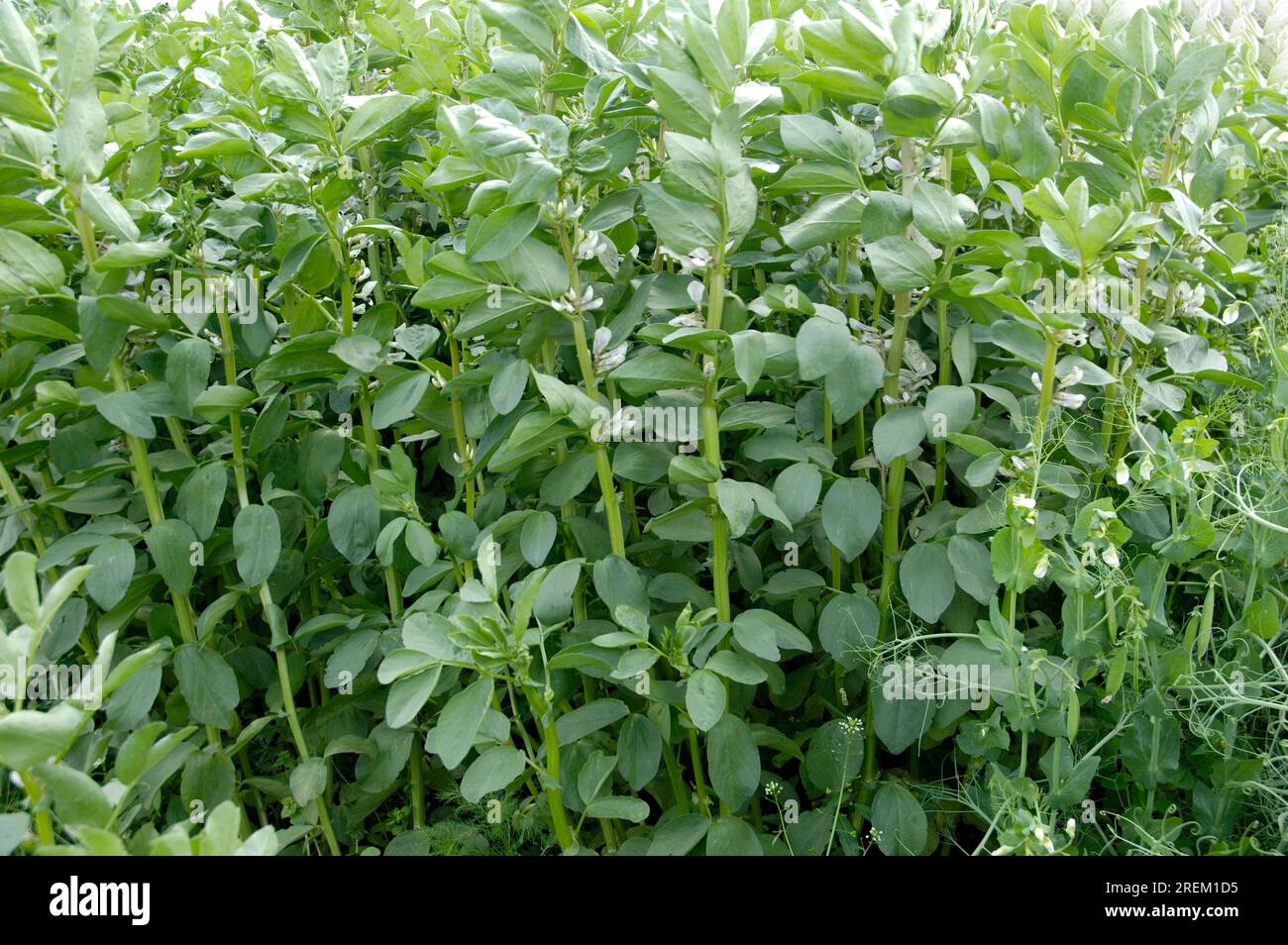 Windsor bean 'Music', field bean, horse bean (Vicia faba Stock Photo ...