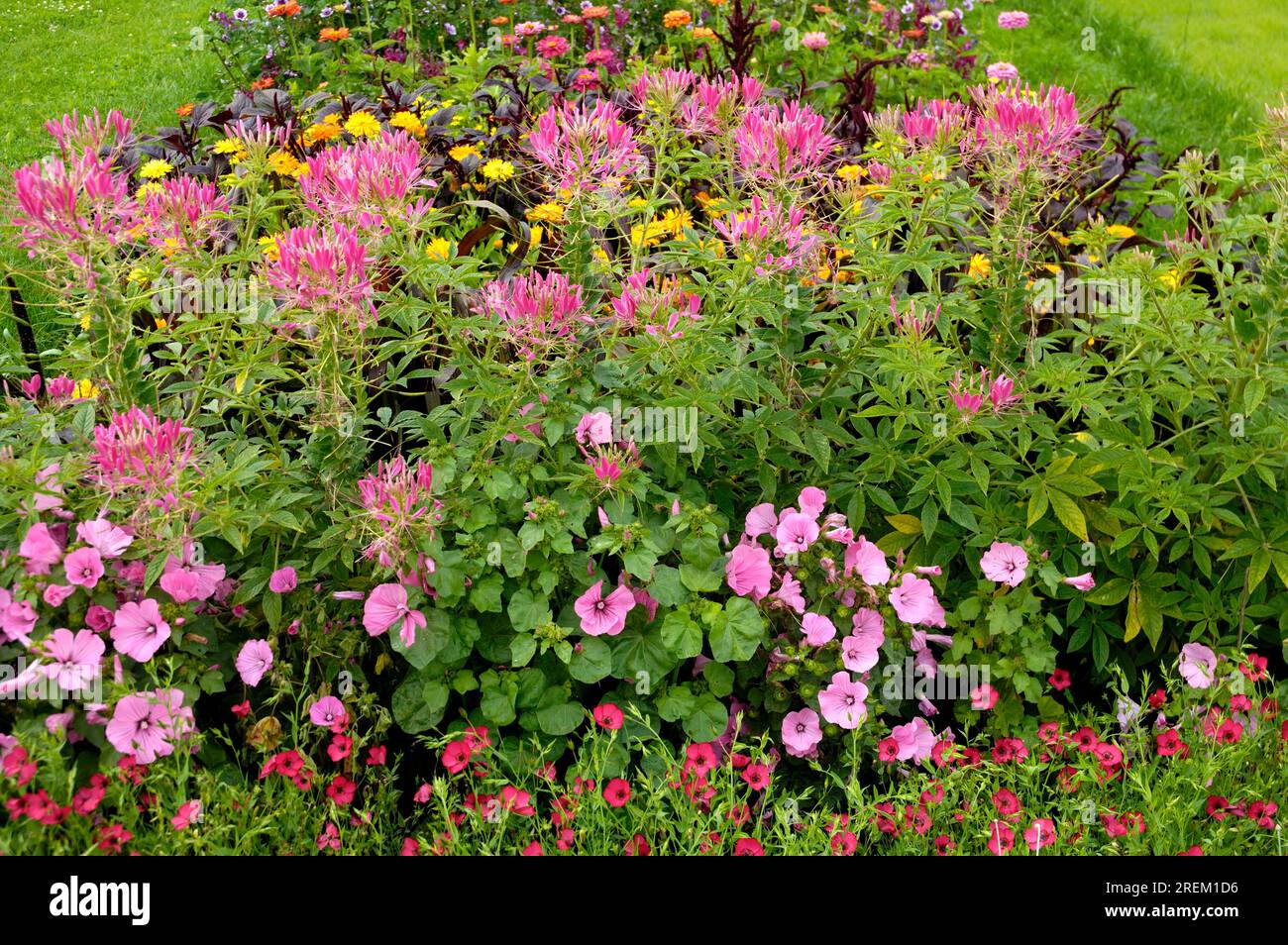 Annual mallow (Lavatera trimestris) and spiny spiderflower (Cleome ...