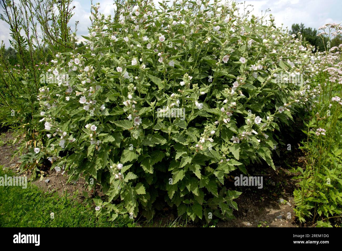 Althaea officinalis (Althaea officinalis officinalis Stock Photo - Alamy
