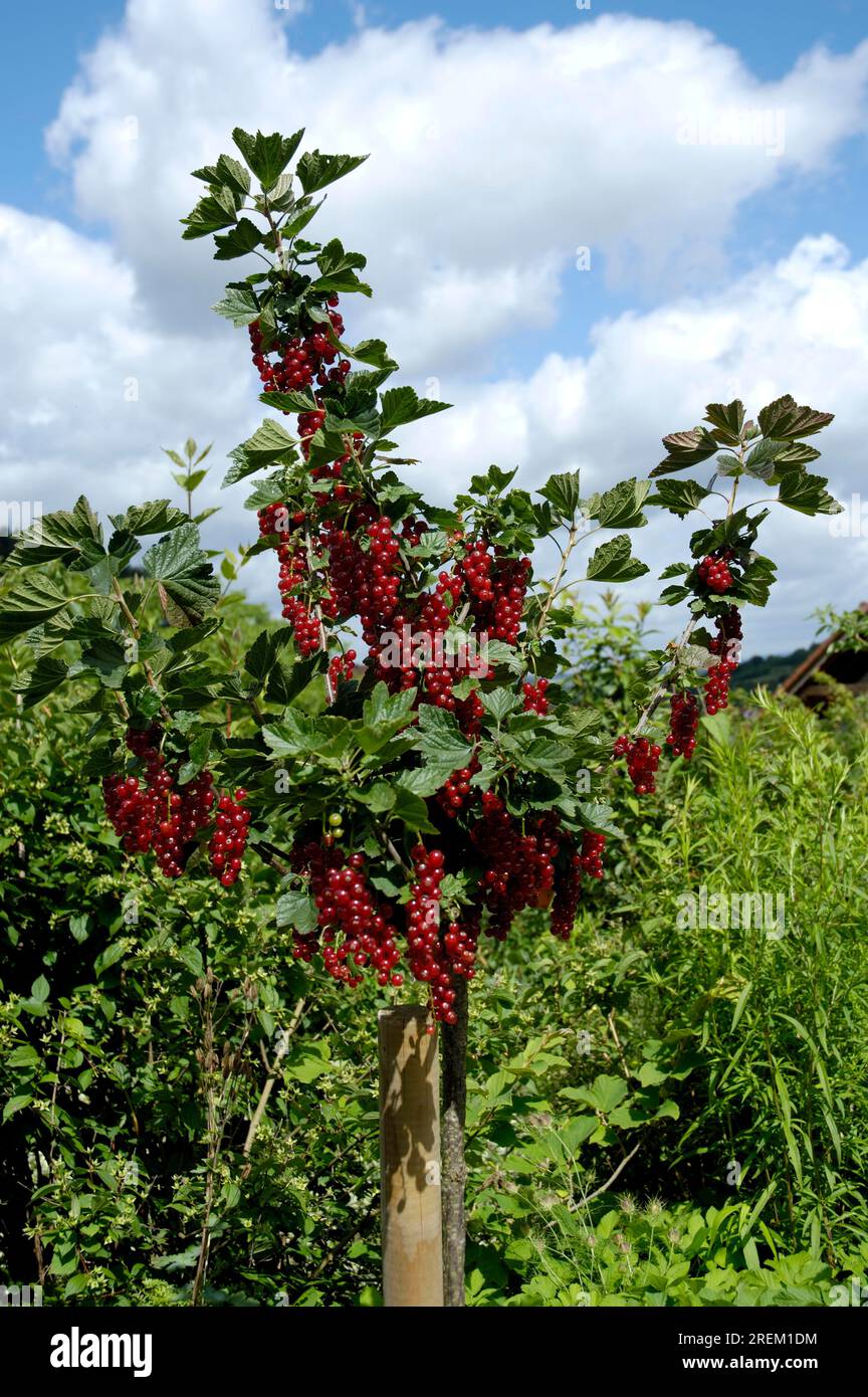 Red currants (Ribes rubrum Stock Photo - Alamy