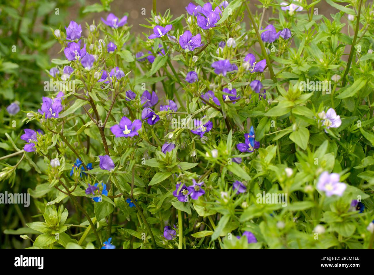 Legousia speculum-veneris (Legousia speculum-veneris Stock Photo - Alamy