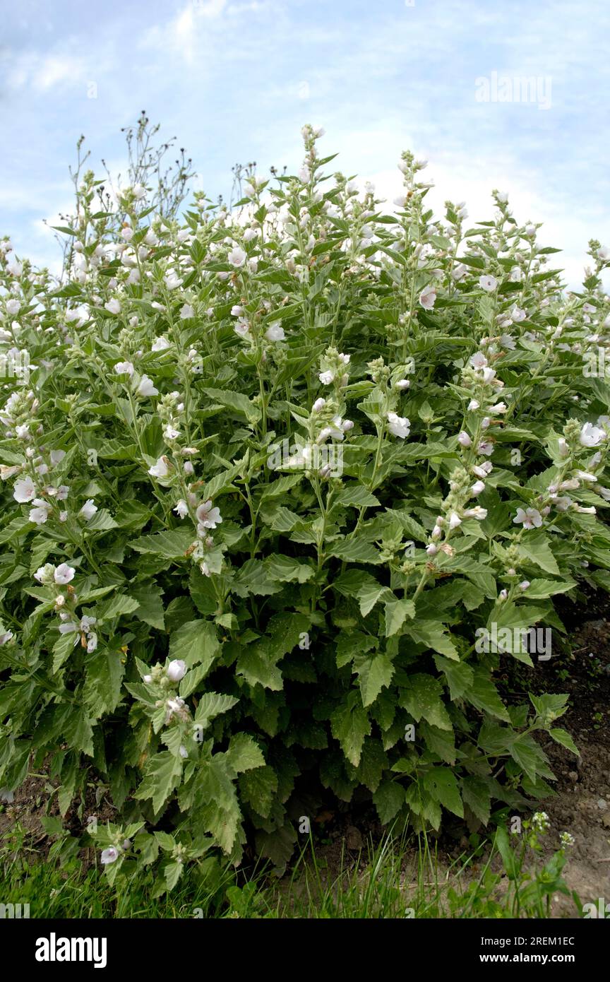 Althaea officinalis (Althaea officinalis officinalis Stock Photo - Alamy