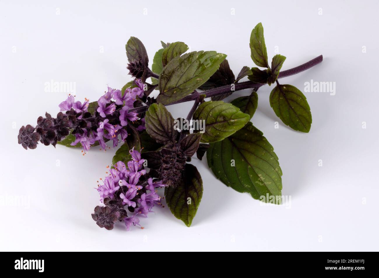 Basil 'African blue' (Ocimum kiliman x Basil pururascens Stock Photo ...