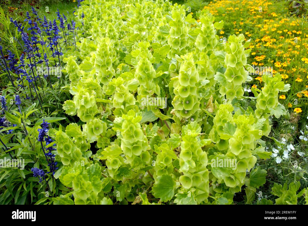 Moluccella laevis (Moluccella laevis Stock Photo - Alamy