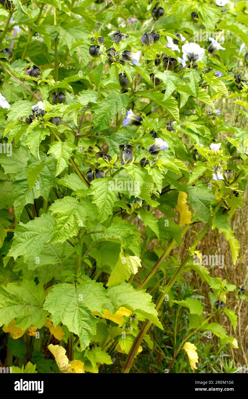 Scaly fly plant (Nicandra physaloides), apple from Peru Stock Photo - Alamy
