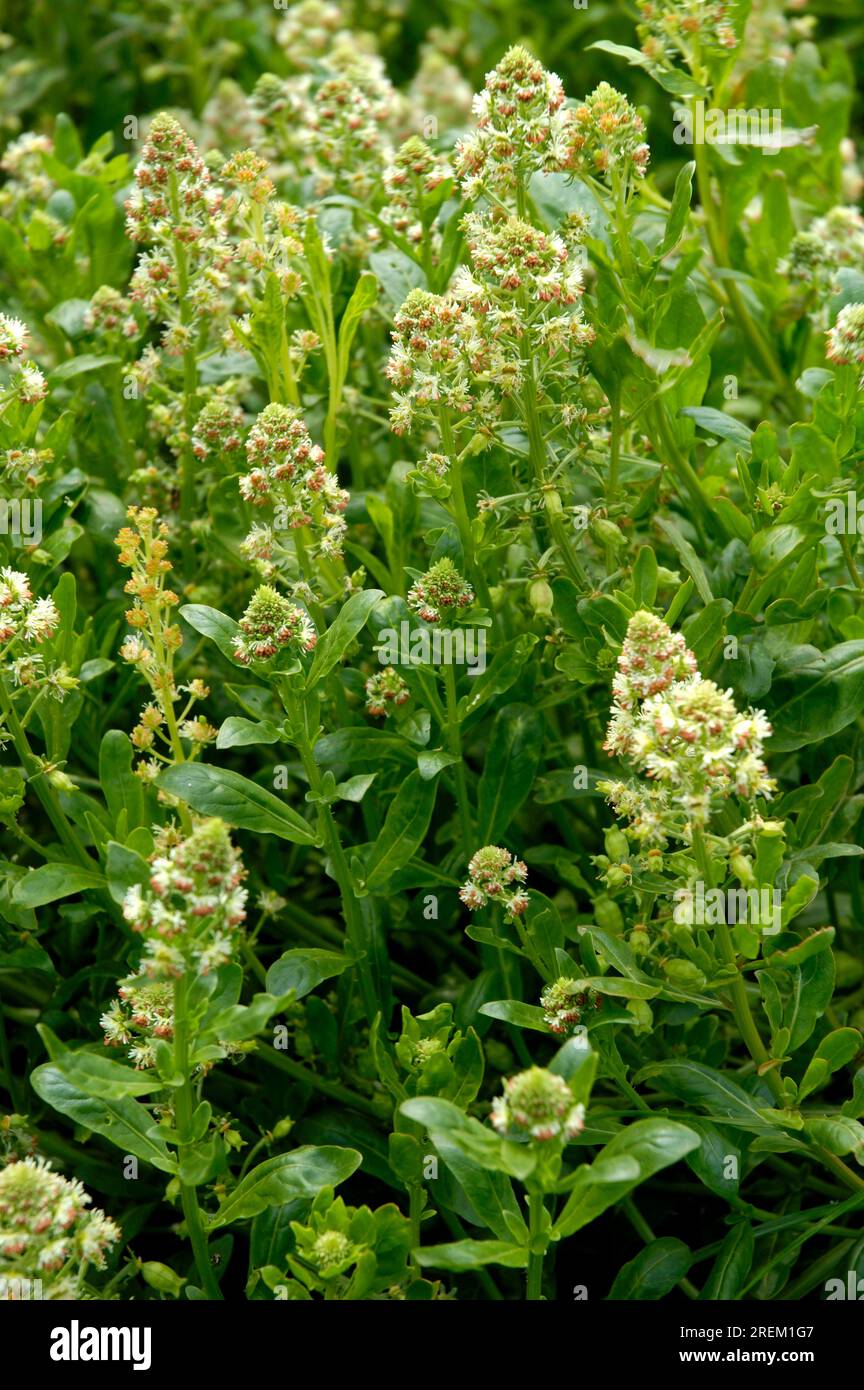 Family resedaceae hi-res stock photography and images - Alamy