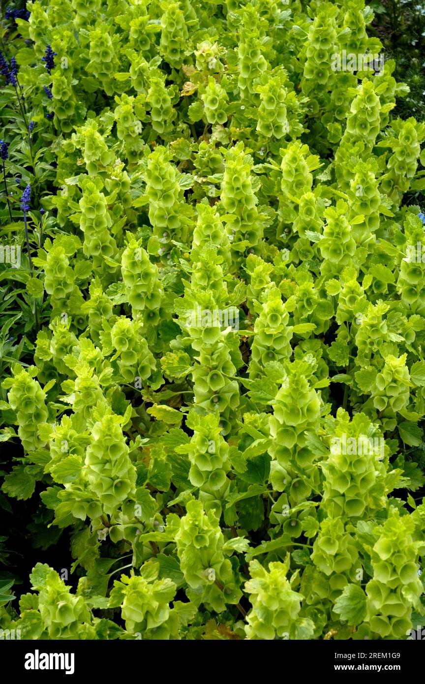 Moluccella laevis (Moluccella laevis Stock Photo - Alamy