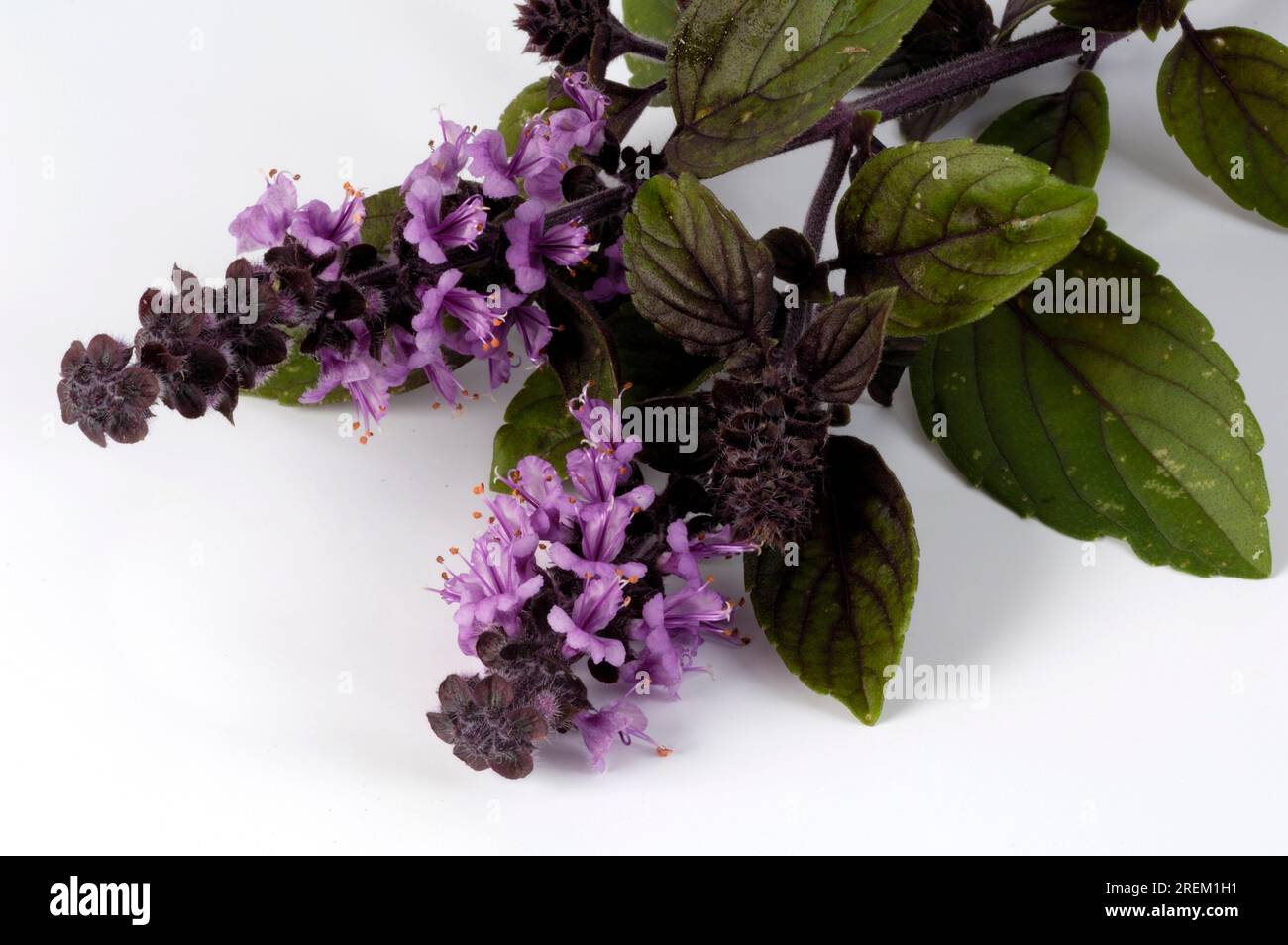 Basil 'African blue' (Ocimum kiliman x Basil pururascens Stock Photo ...