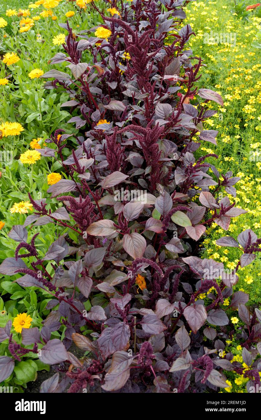 Amaranth 'Hopi red dye' (Amaranthus tricolor), Joseph's coat Stock ...