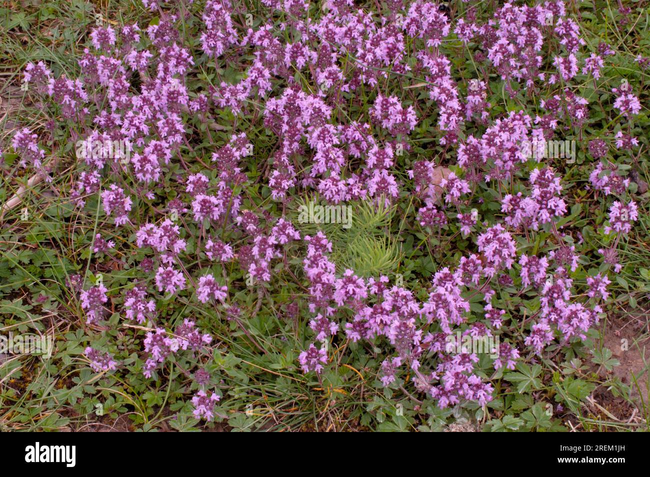 Broad-leaved thyme (Thymus pulegioides Stock Photo - Alamy