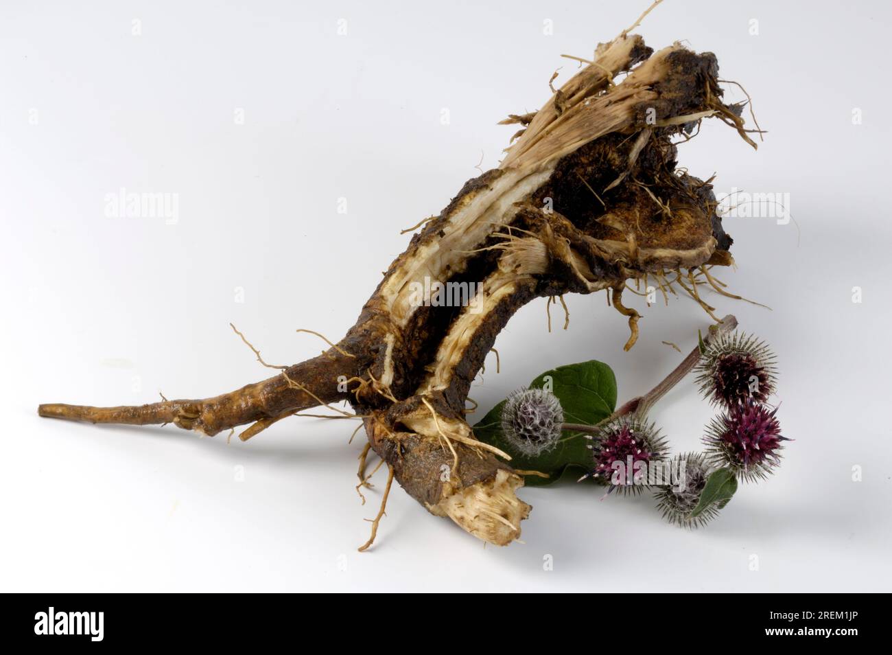 Greater burdock (Arctium lappa), root, burdock root Stock Photo - Alamy