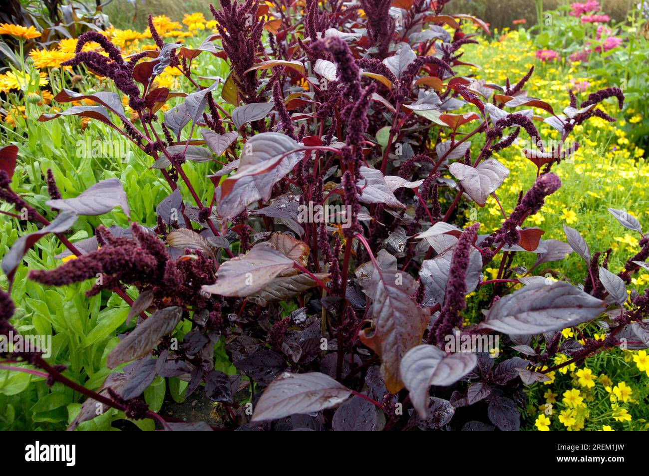 Amaranth 'Hopi red dye' (Amaranthus tricolor), Joseph's coat Stock ...