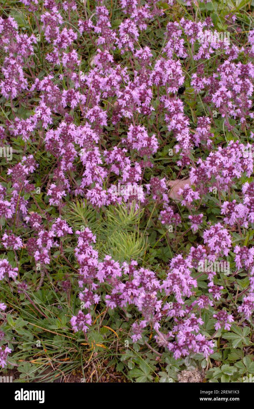 Broad-leaved thyme (Thymus pulegioides Stock Photo - Alamy