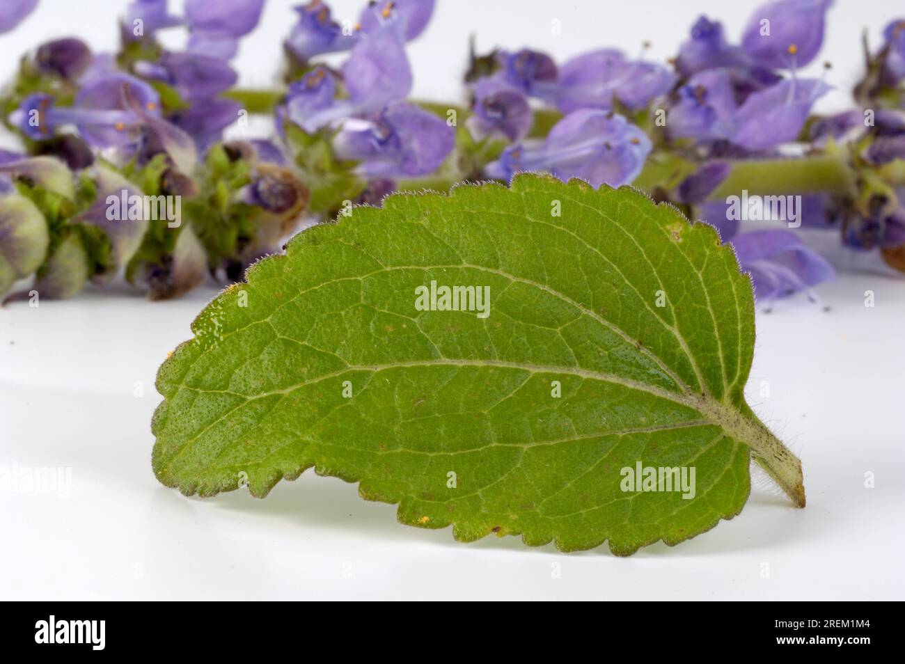 Makandi (Coleus forskholii Stock Photo - Alamy