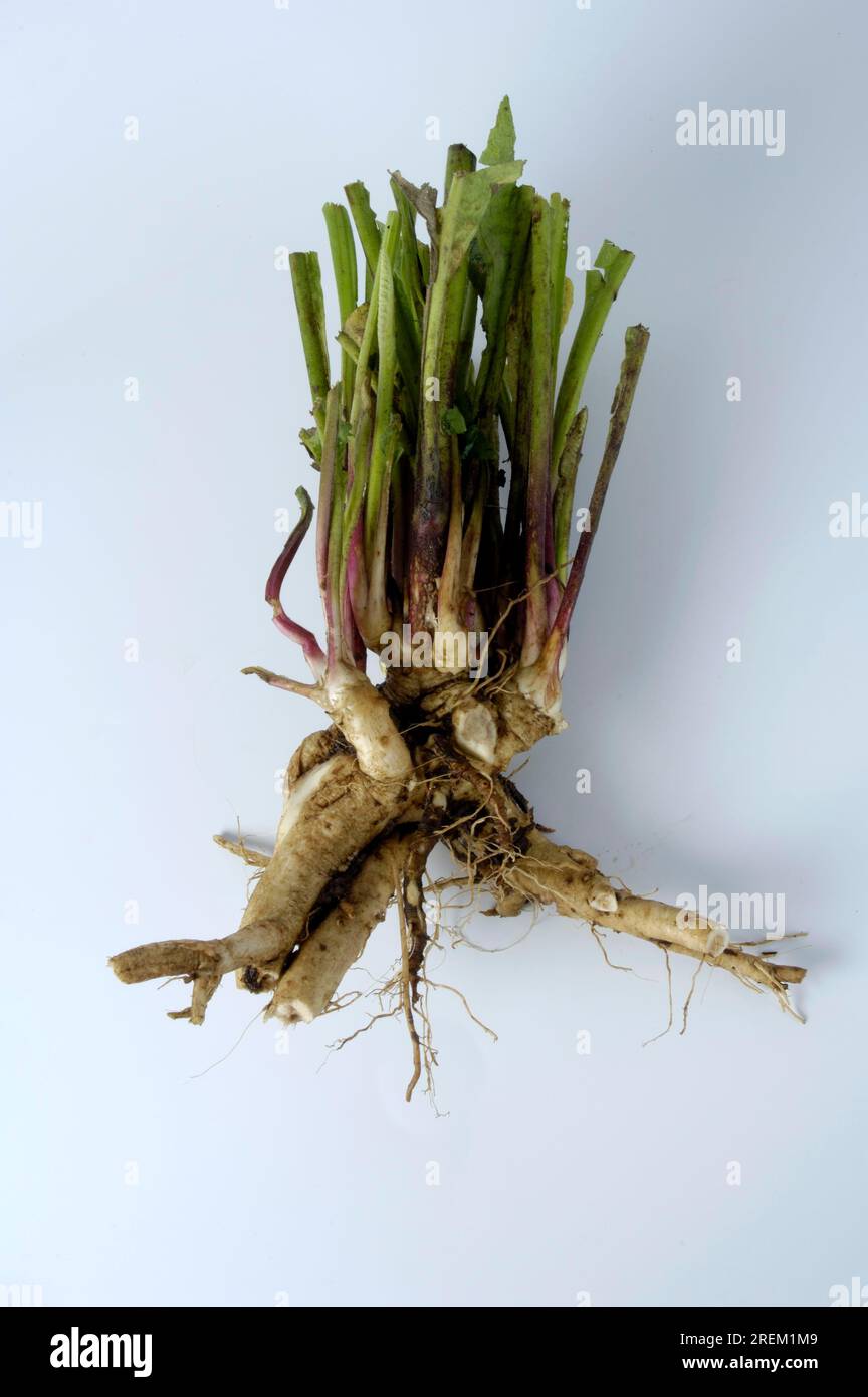 Elecampane (Inula helenium), root Stock Photo - Alamy