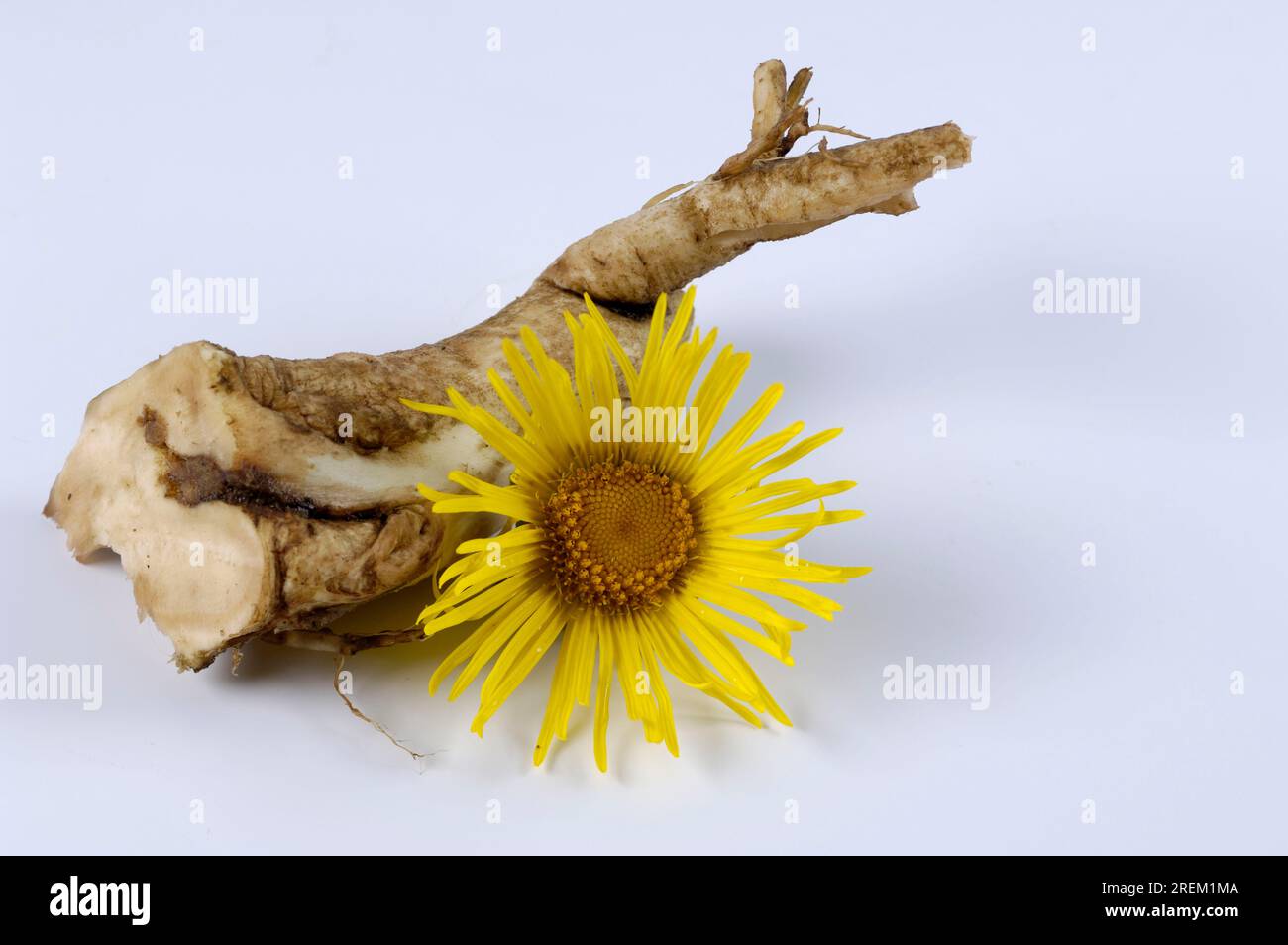 Elecampane (Inula helenium), flower and root Stock Photo - Alamy