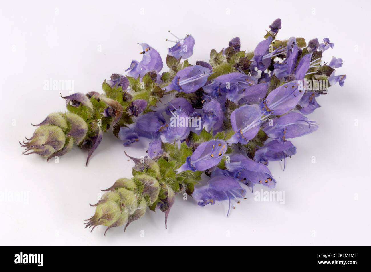 Makandi (Coleus forskholii Stock Photo - Alamy