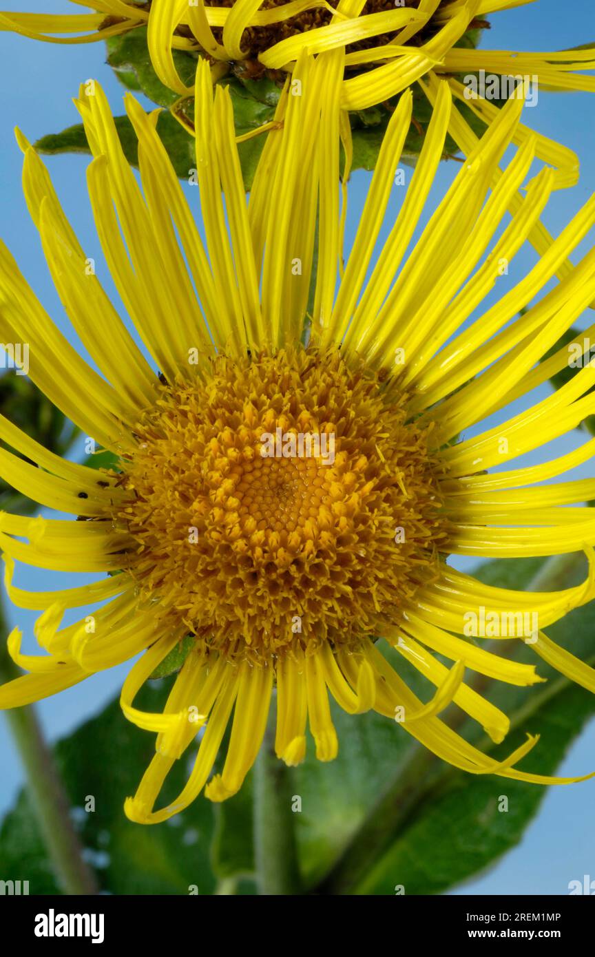 Elfflower (Inula helenium Stock Photo - Alamy