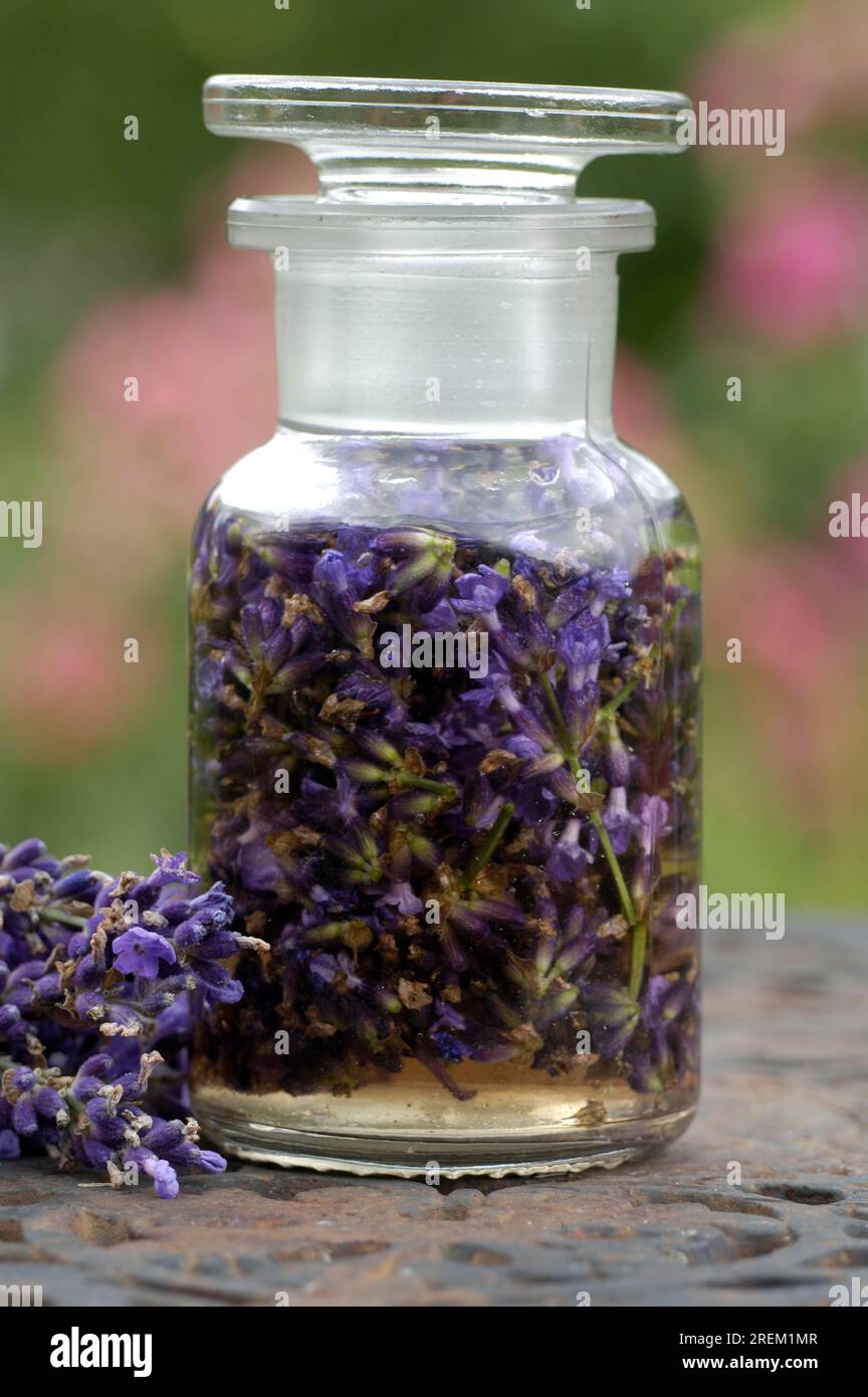 Lavender tincture (Lavandula angustifolia Stock Photo - Alamy
