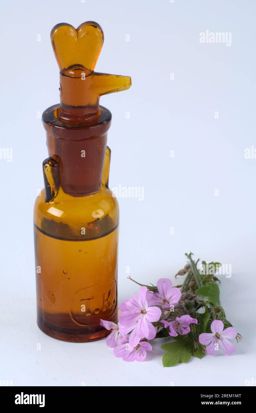 Herb Robert (Geranium robertianum), production of tincture, exemplar ...