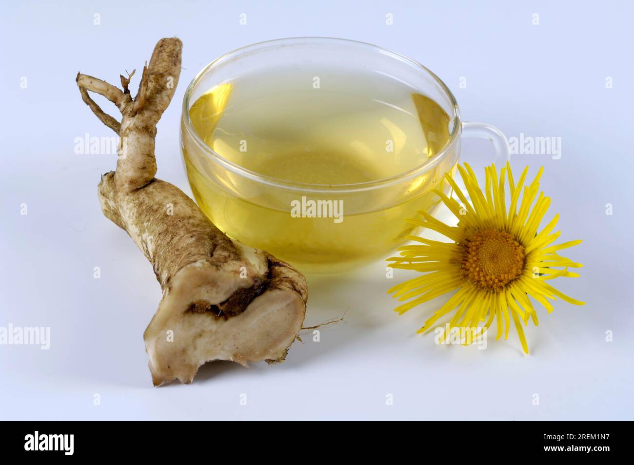 Cup with alant tea and alant root (Inula helenium), alant tea, helen ...