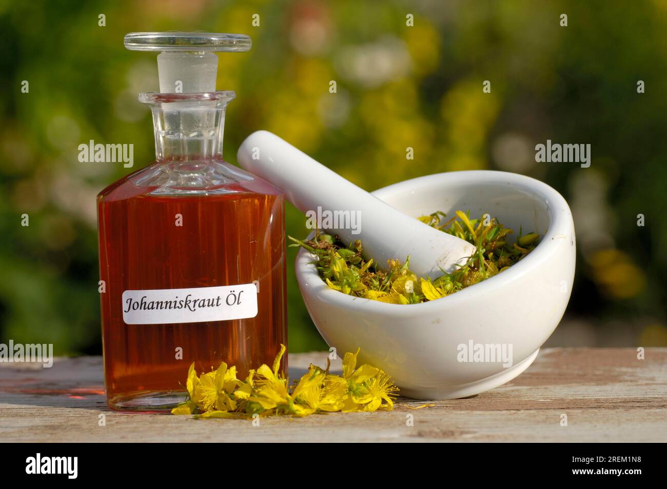 Production of St. John's wort oil, Spotted St. John's wort, Real St ...