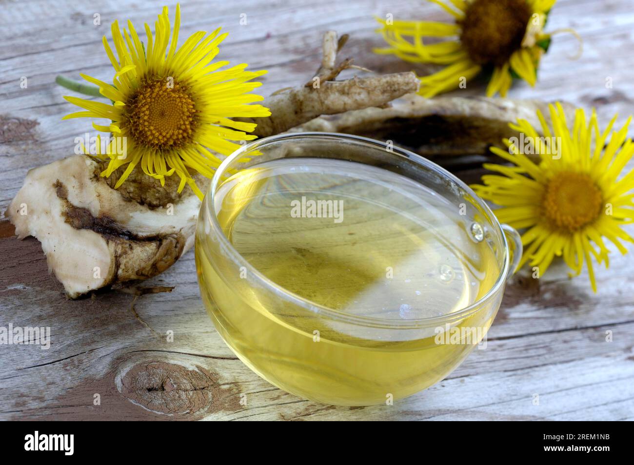 Cup with alant tea and alant roots (Inula helenium), alant tea, helen ...