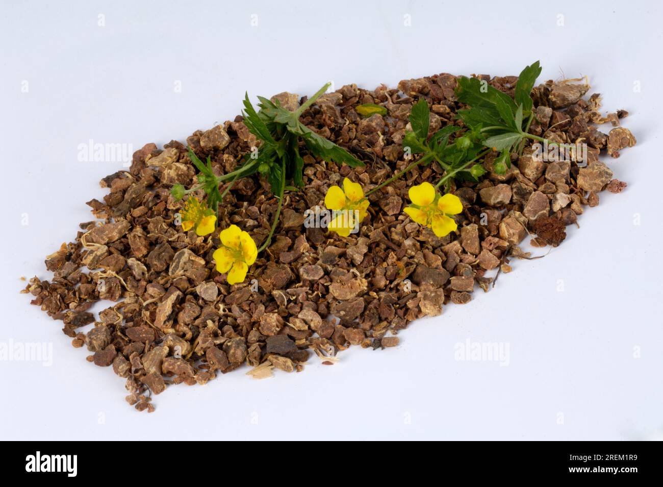 Bloodroot, dried root, tormentil (Potentilla erecta), dill, upright ...