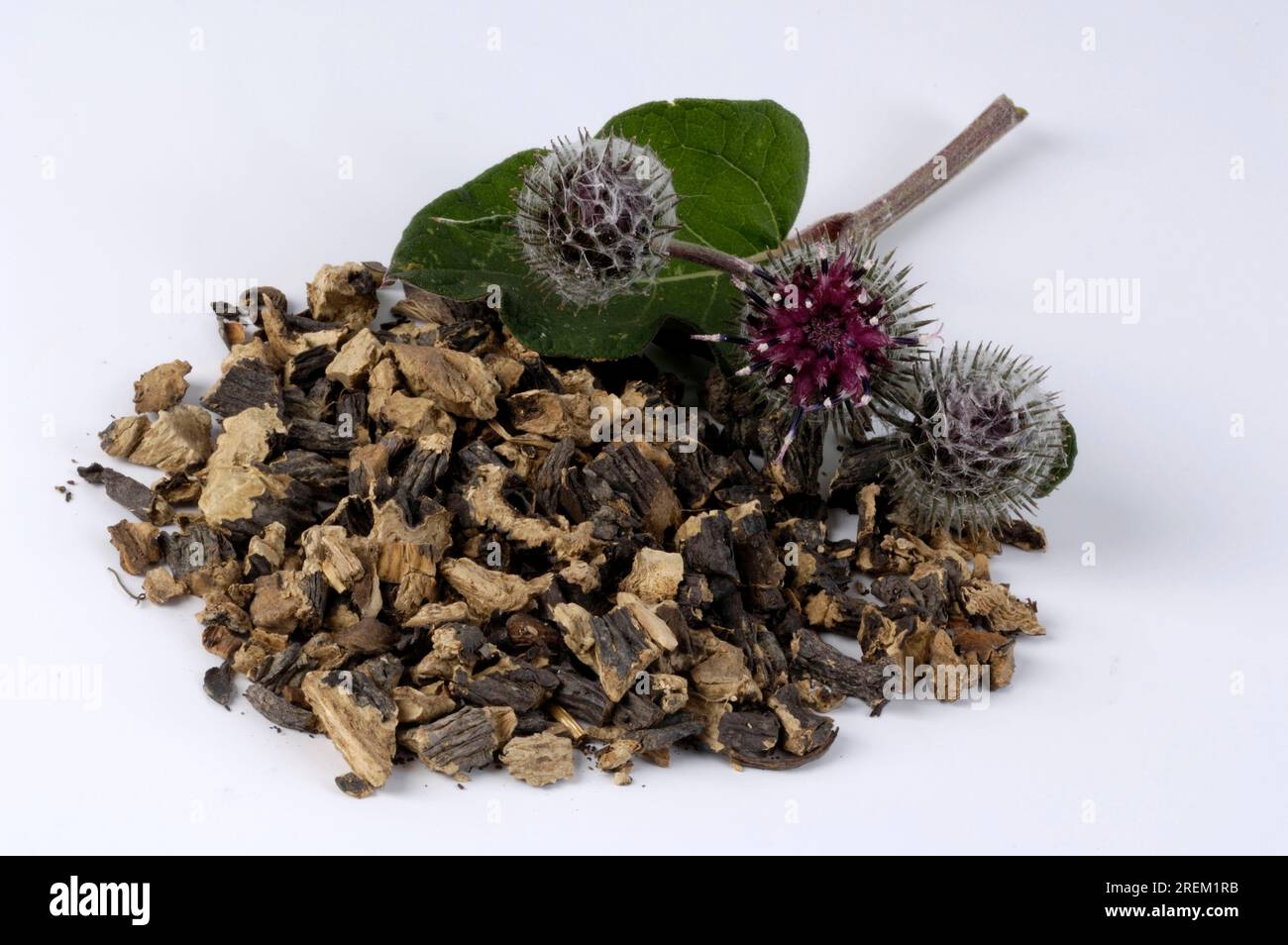 Greater burdock (Arctium lappa), dried root, burdock root, exemplar ...