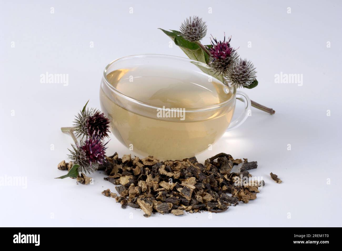 Greater burdock (Arctium lappa), burdock tea cup, burdock tea Stock ...