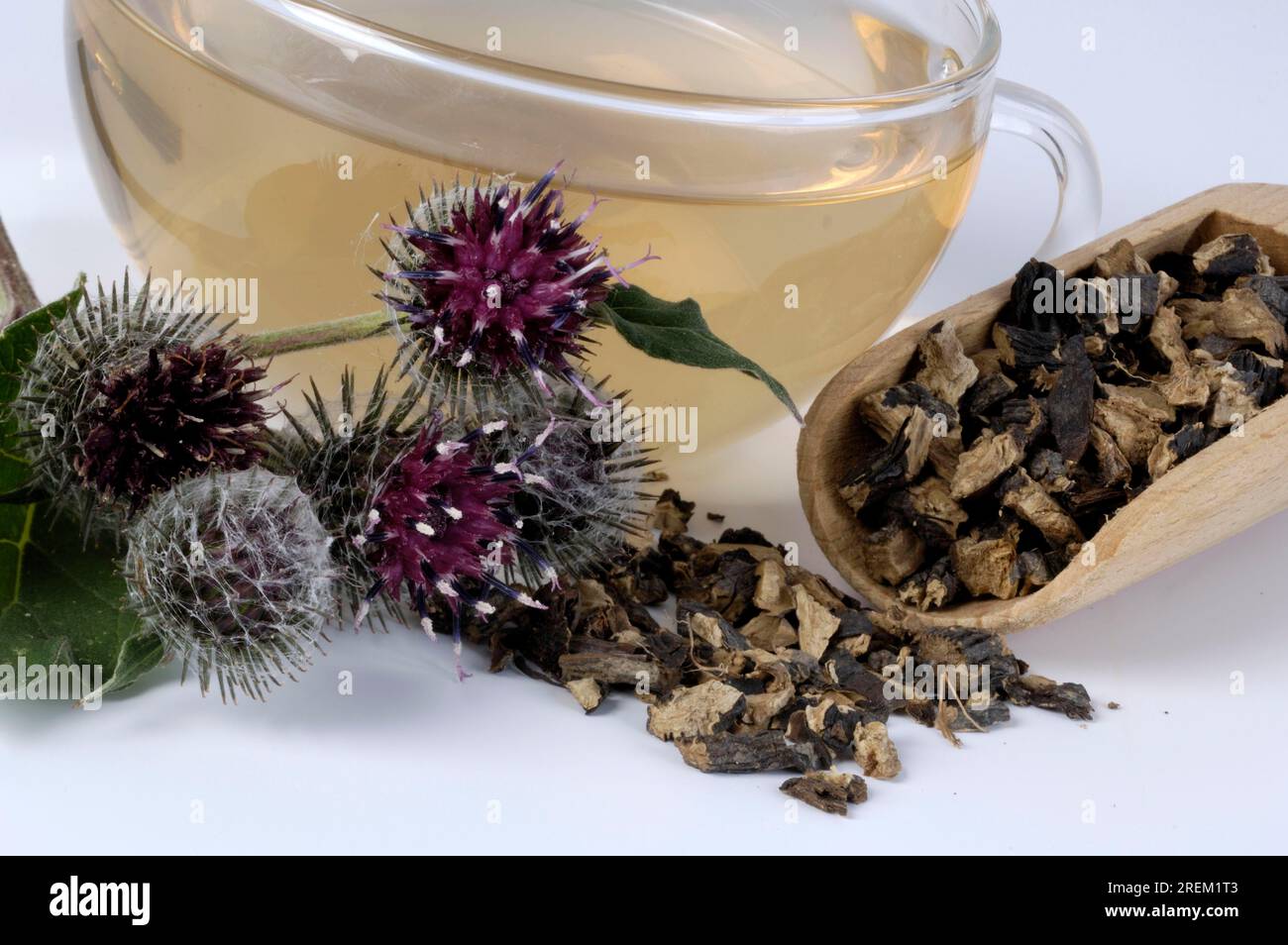 Greater burdock (Arctium lappa), burdock tea cup, burdock tea Stock ...