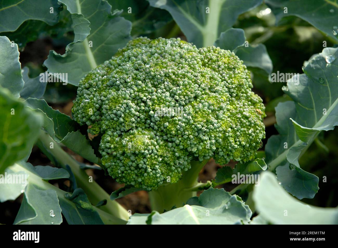 Broccoli (Brassica oleracea var. italica Stock Photo - Alamy