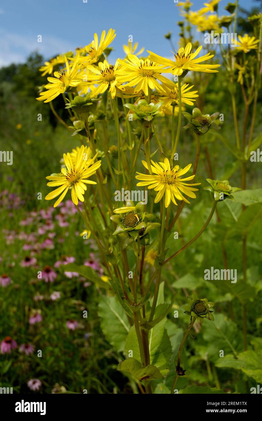 Cup plant (Silphium perfoliatum Stock Photo - Alamy