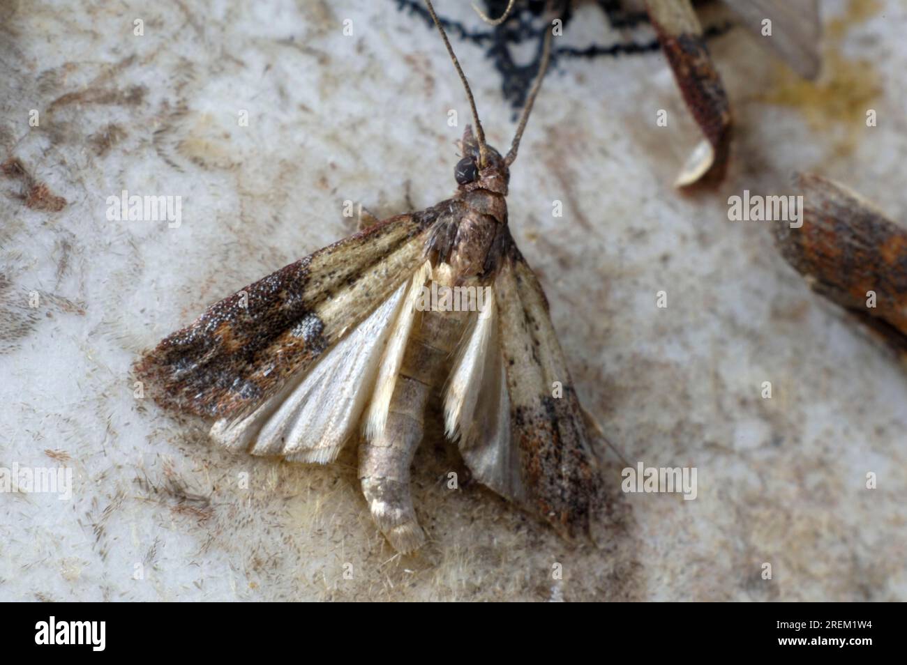 Indianmeal moth (Plodia interpunctella) on sticky trap, dried fruit ...