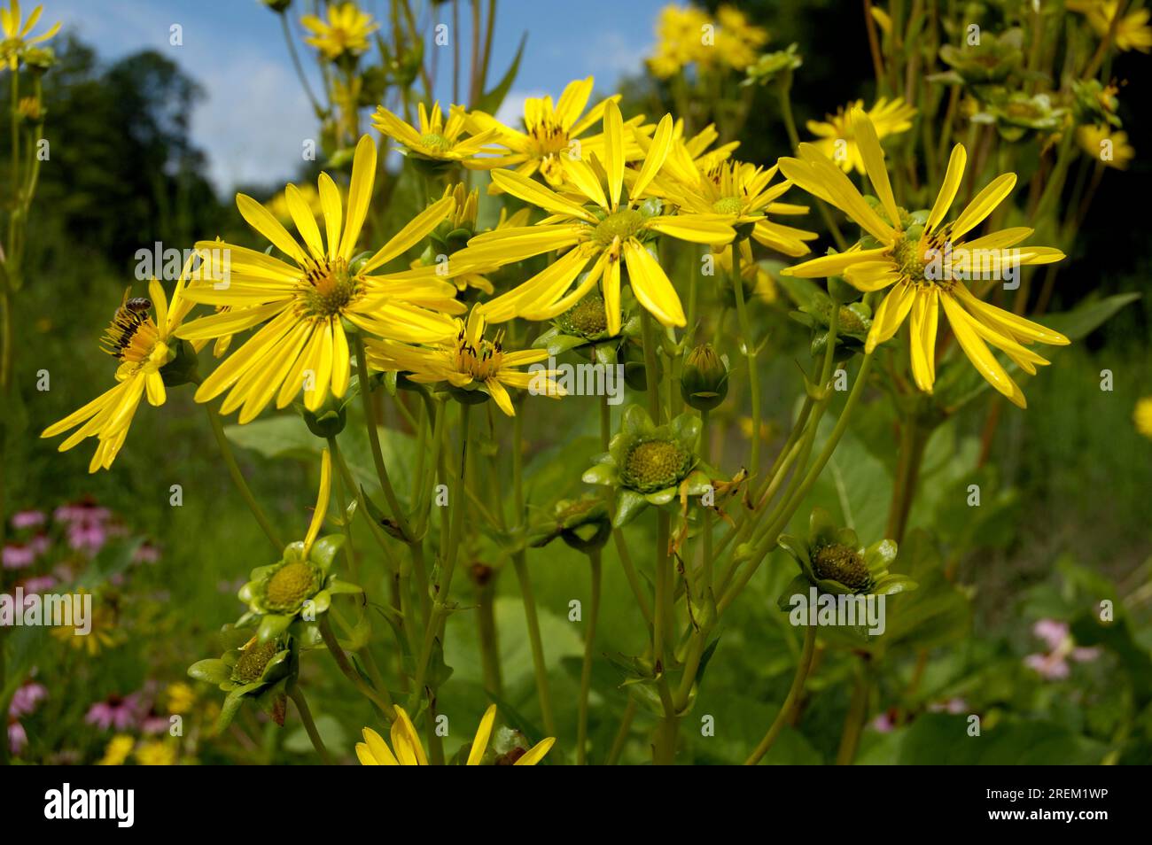 Silphium genus hi-res stock photography and images - Alamy