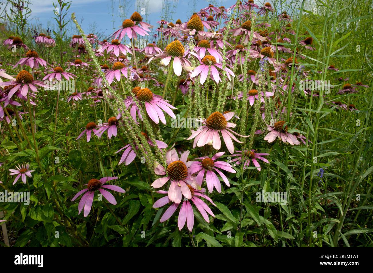 Purple Purple Cone flower (Rudbeckia purpurea) (Echinacea purpurea ...