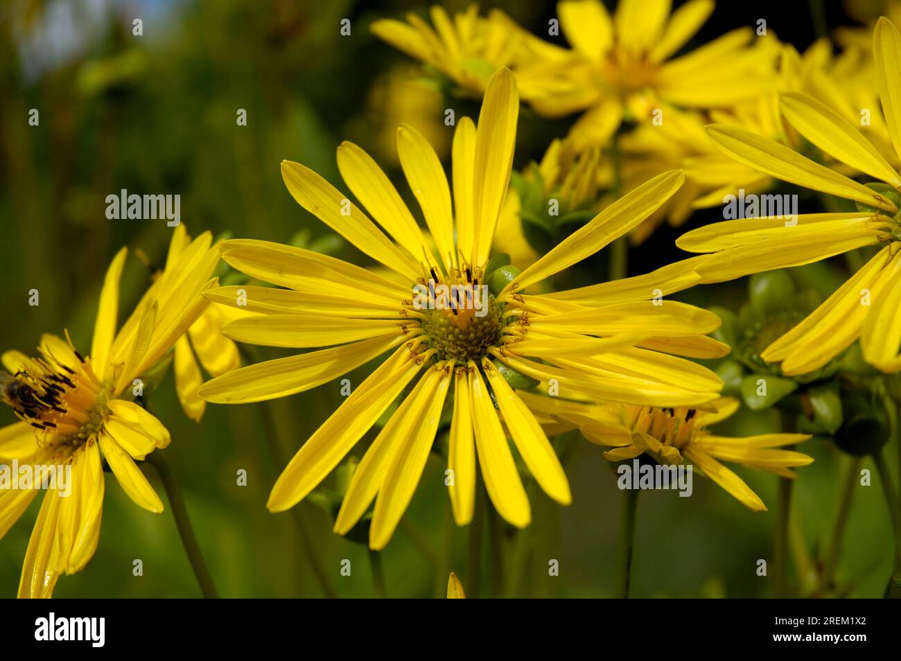 Cup plant (Silphium perfoliatum Stock Photo - Alamy