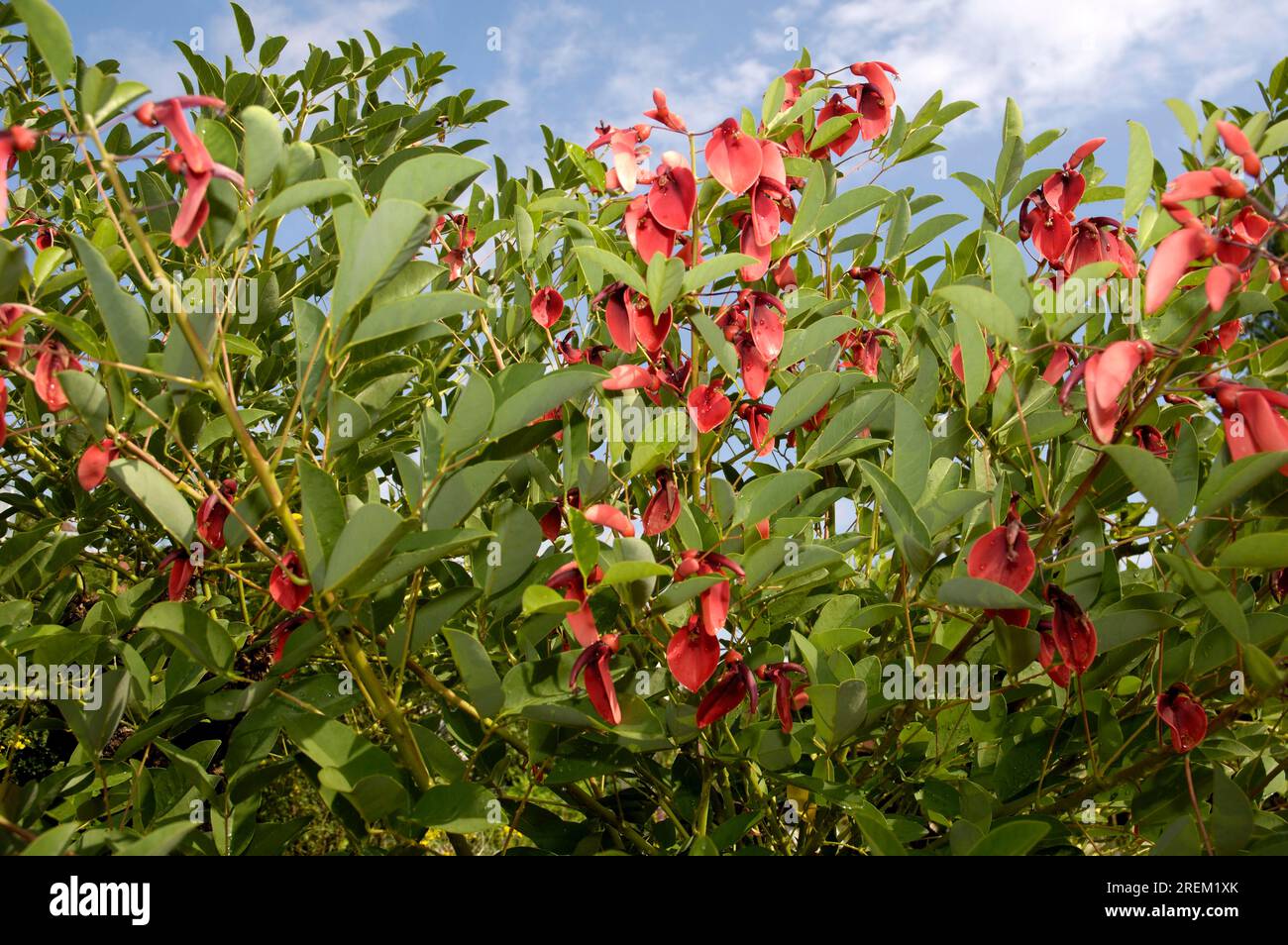 Coral tree (Cockspur Coral Tree), coral bush, cockscomb Stock Photo - Alamy