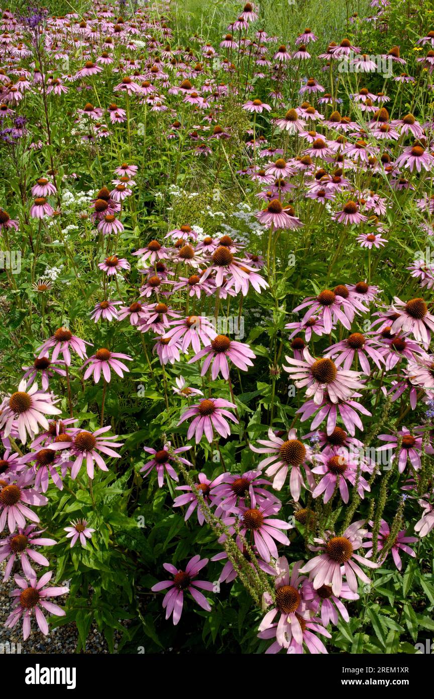 Purple Purple Cone flower (Rudbeckia purpurea) (Echinacea purpurea ...