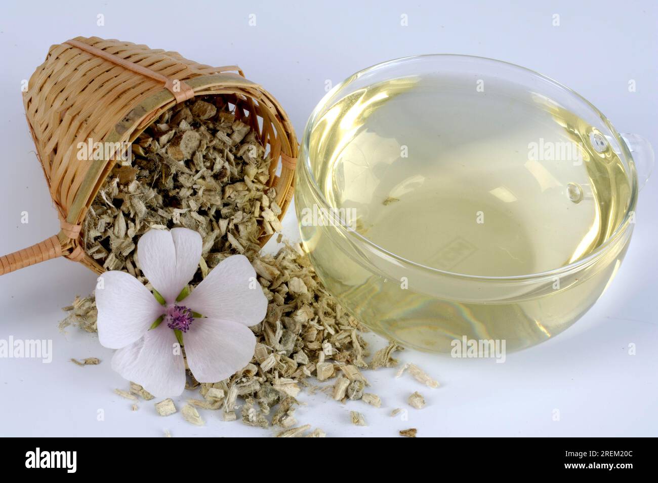 Althaea officinalis (Althaea officinalis), cup of marshmallow tea and ...