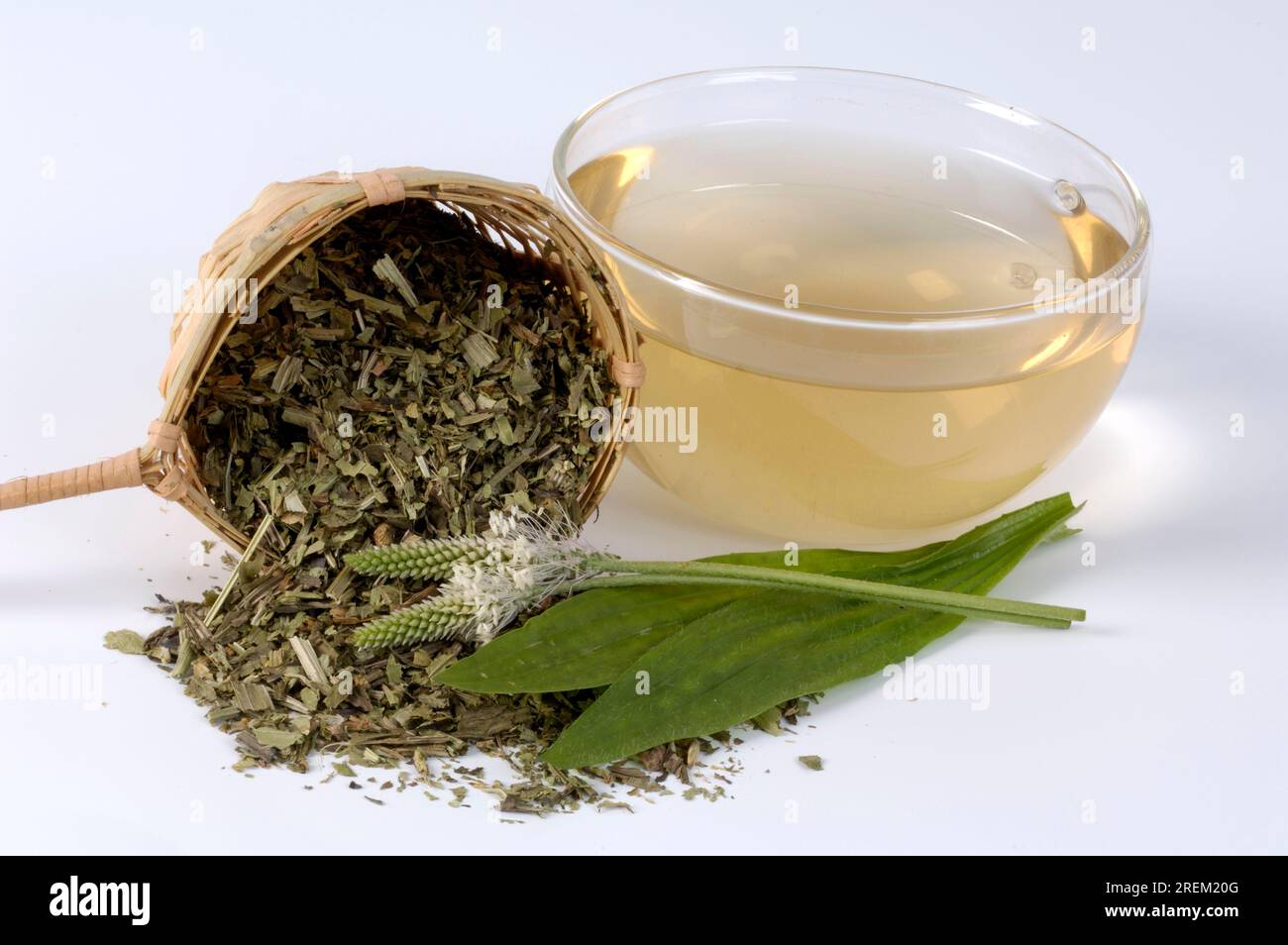Dried ribwort leaves (Plantago lanceolata) Cup of ribwort tea, ribwort ...