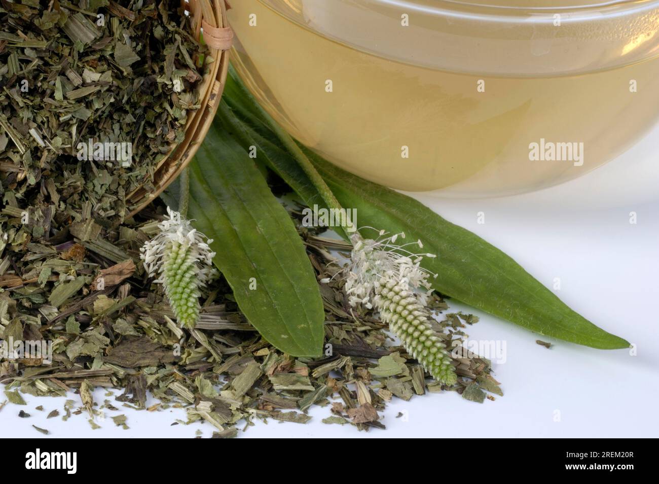 Dried ribwort leaves (Plantago lanceolata) Cup of ribwort tea, ribwort ...