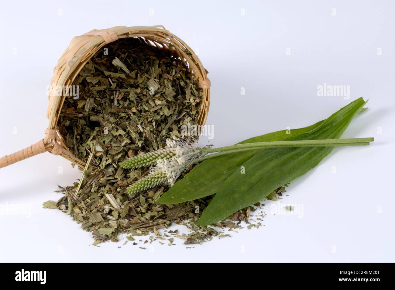 Dried ribwort leaves (Plantago lanceolata Stock Photo - Alamy