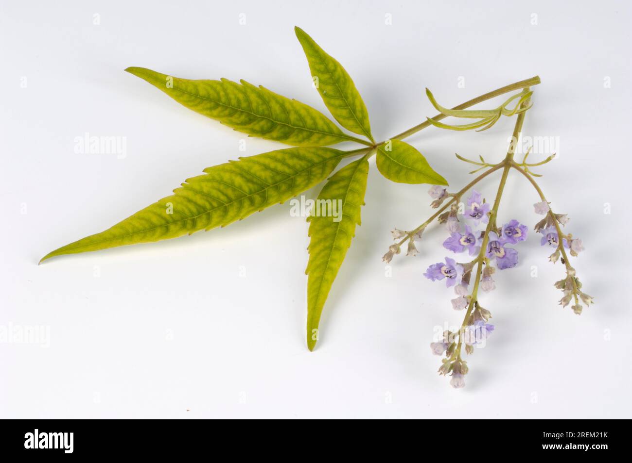 Monk's pepper (Vitex negundo heterophylla Stock Photo - Alamy