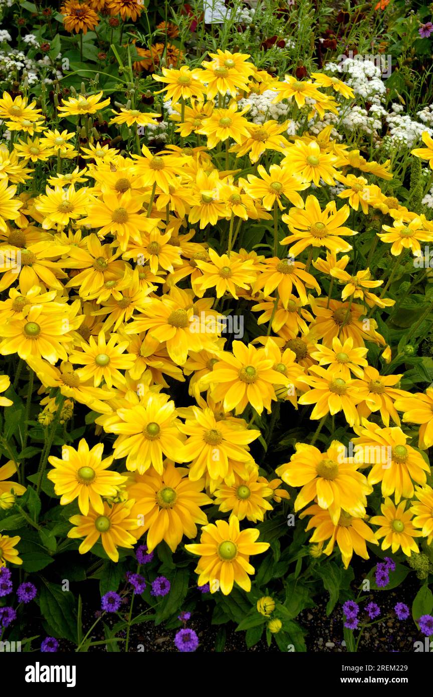 Black-eyed Susan 'Prairie Sun' (Rudbeckia hirta), Gloriosa daisy ...