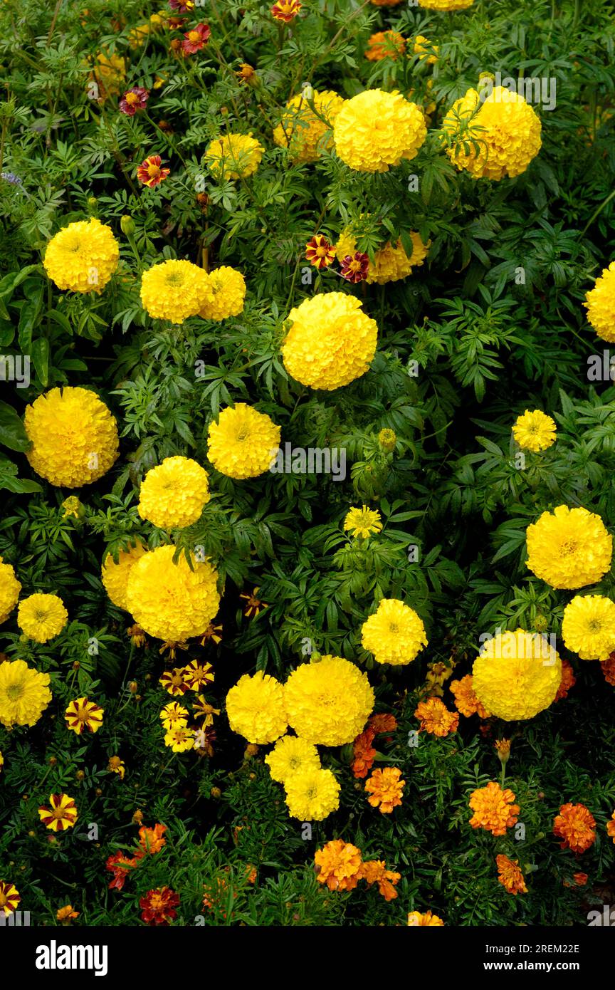 Tagetes erecta (Tagetes erecta) 'Double Eagle Stock Photo - Alamy
