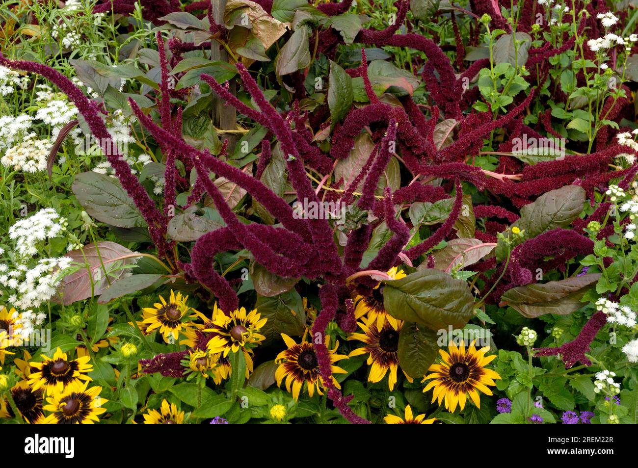 Miracle bronze 'Oeschberg' (Amaranthus paniculatus Stock Photo - Alamy
